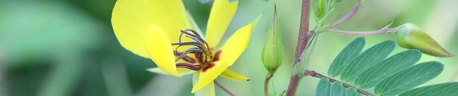 Flora of Virginia Project