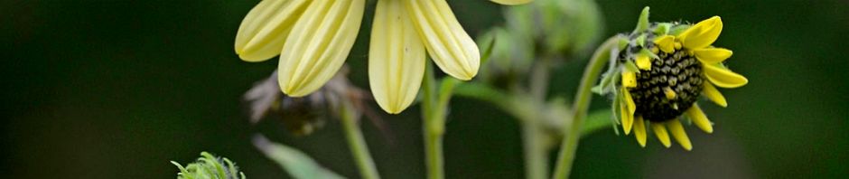 Flora of Virginia Project
