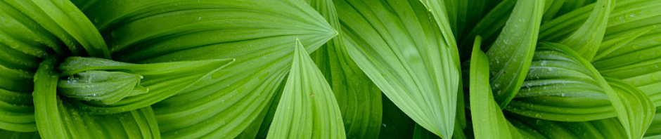 Flora of Virginia Project