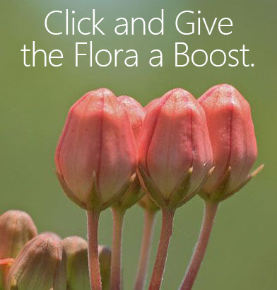 Flora of Virginia Project