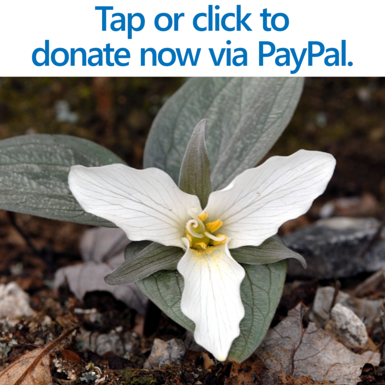 Flora of Virginia Project