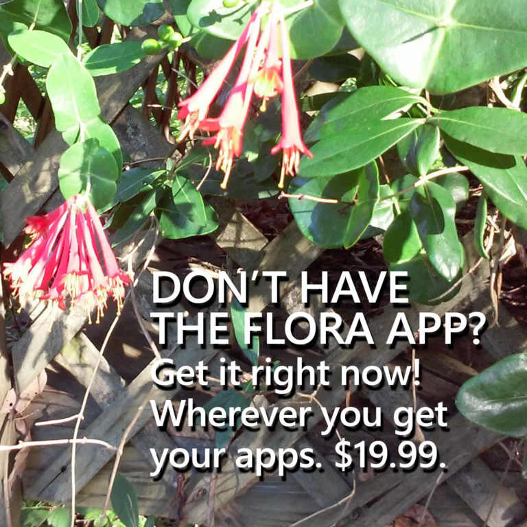 Flora of Virginia Project