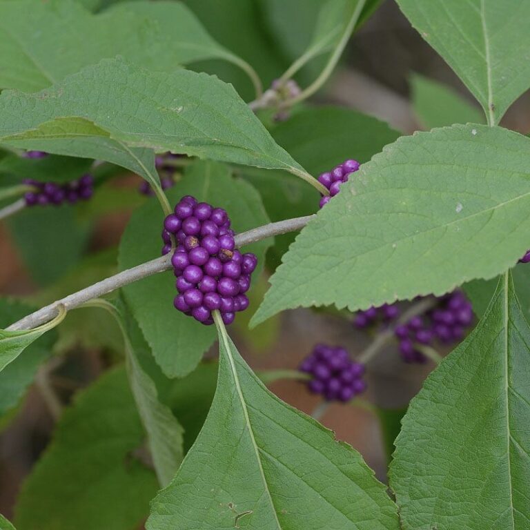 Support - The Flora of Virginia Project