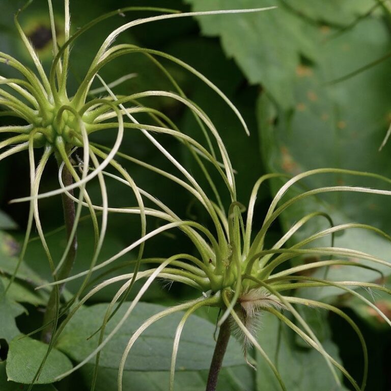 Florascope Archive - The Flora of Virginia Project