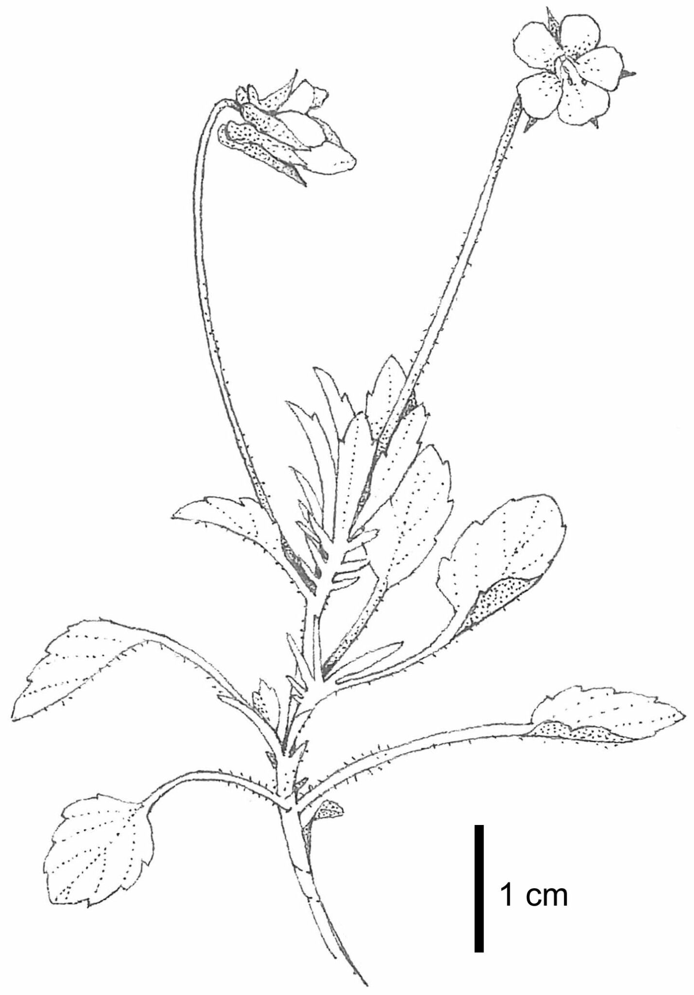 Violets - The Flora of Virginia Project