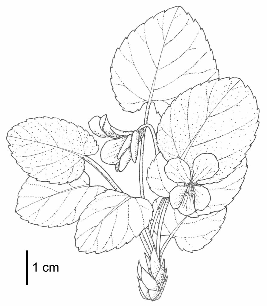 Violets - The Flora of Virginia Project